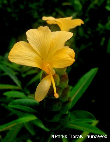 NParks | Barleria lupulina