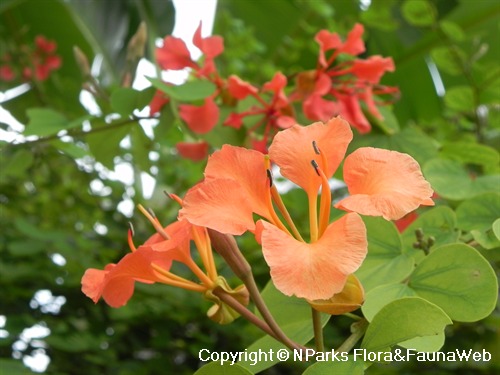 NParks | Bauhinia galpinii