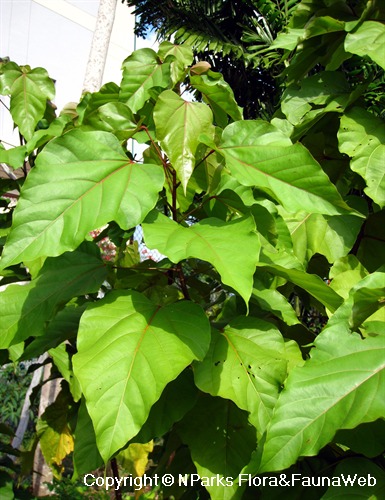 NParks | Bixa orellana