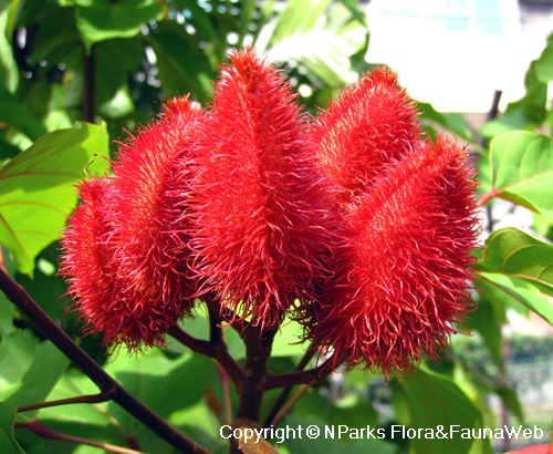 NParks | Bixa orellana