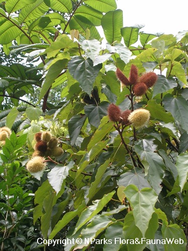 NParks | Bixa orellana (Yellow)