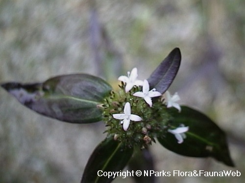 NParks | Spermacoce ocymoides