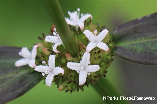 NParks | Spermacoce ocymoides