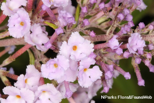 NParks | Buddleja davidii