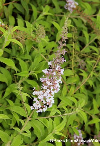 NParks | Buddleja davidii