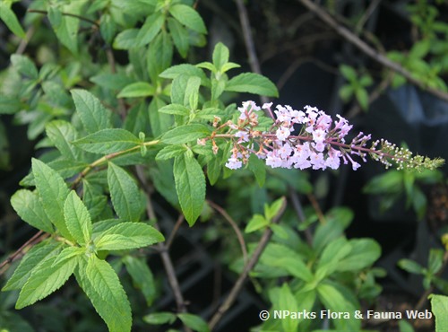 NParks | Buddleja davidii (Purple Flower)