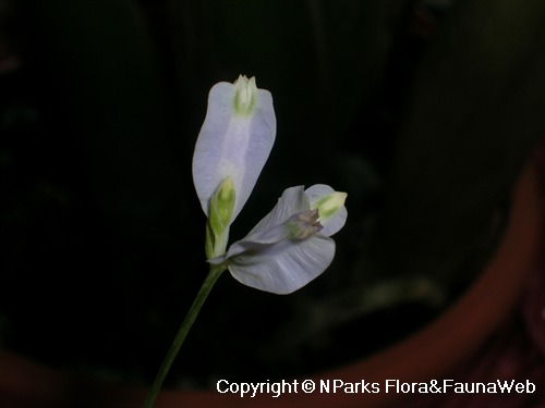 NParks | Burmannia coelestis