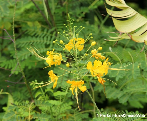 NParks | Caesalpinia pulcherrima f flava