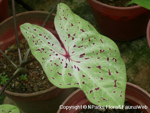 NParks | Caladium bicolor