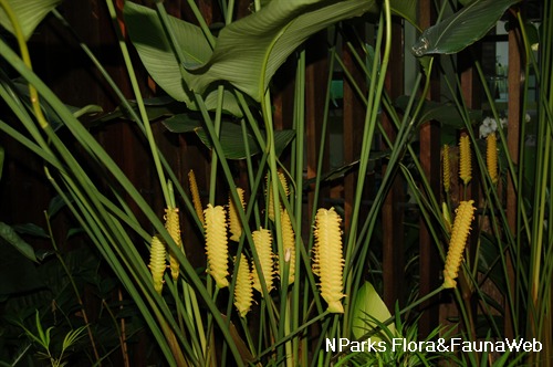 NParks | Calathea crotalifera