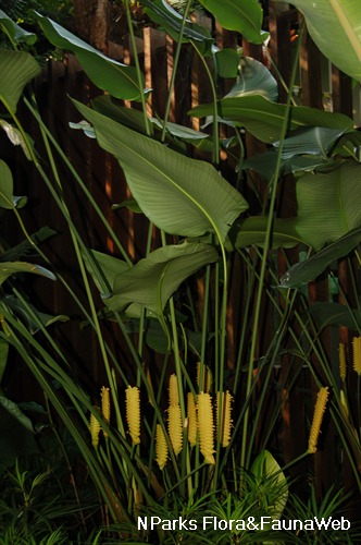 NParks | Calathea crotalifera