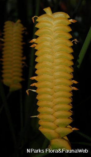 NParks | Calathea crotalifera