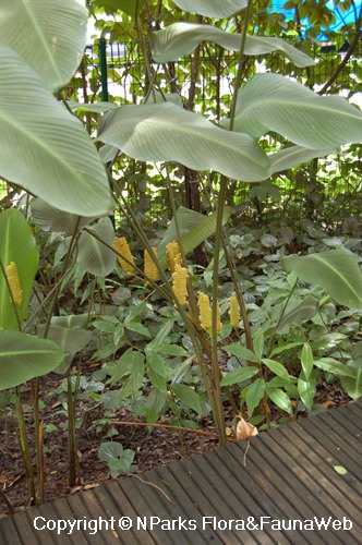 NParks | Calathea crotalifera