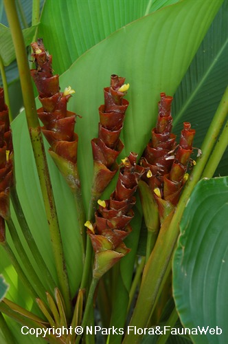 NParks | Calathea lutea