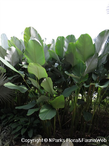 NParks | Calathea lutea