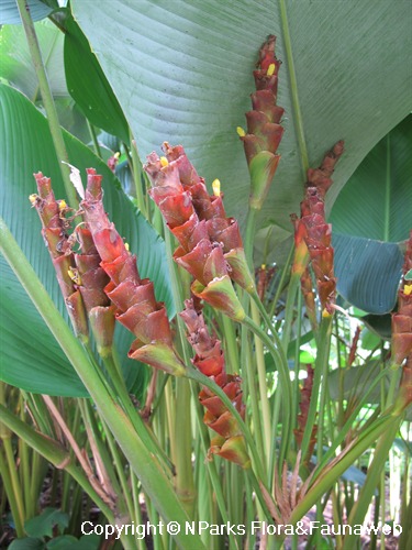 NParks | Calathea lutea