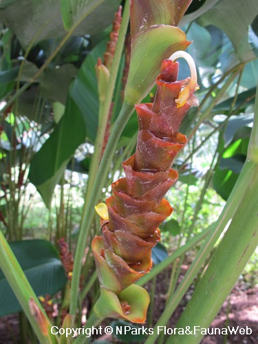 NParks | Calathea lutea