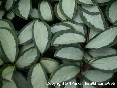 NParks | Goeppertia picturata 'Argentea'