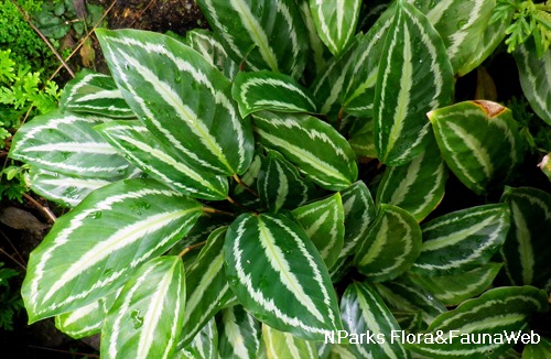 NParks | Goeppertia picturata 'Vandenheckei'