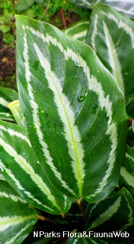NParks | Goeppertia picturata 'Vandenheckei'