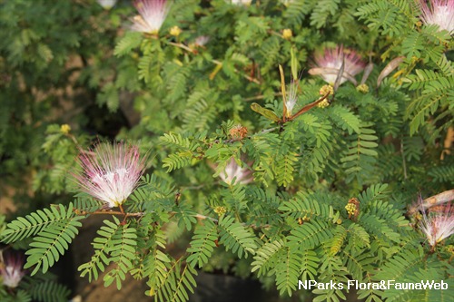 NParks | Calliandra surinamensis