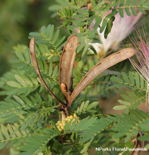 NParks | Calliandra surinamensis