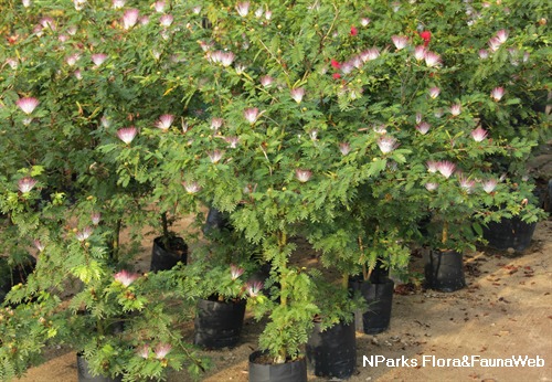 NParks | Calliandra surinamensis