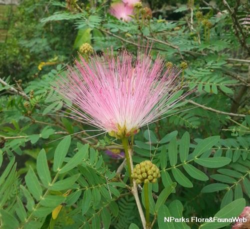 NParks | Calliandra surinamensis