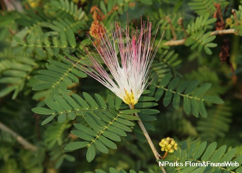 NParks | Calliandra surinamensis