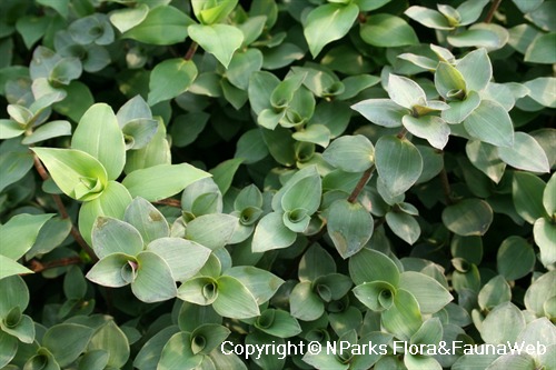 NParks | Callisia repens