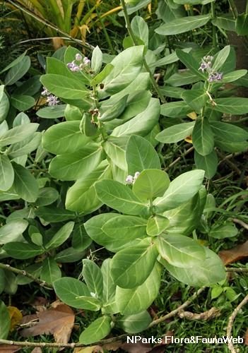 NParks | Calotropis gigantea