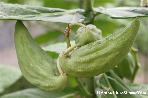 NParks | Calotropis gigantea