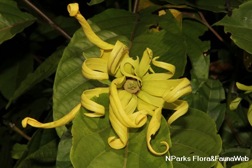 NParks | Cananga odorata var fruticosa