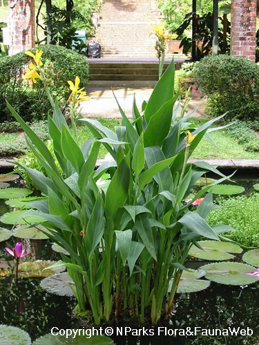NParks | Canna glauca