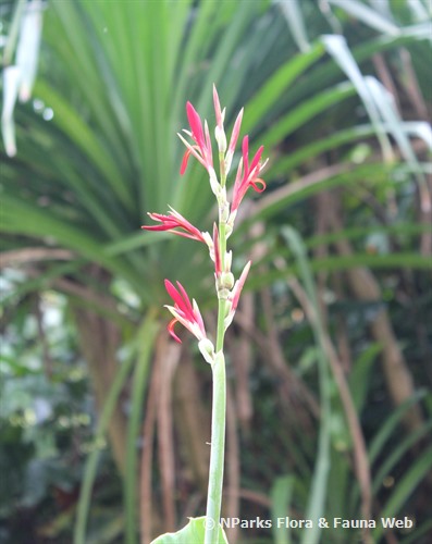 NParks | Canna indica (Ornamental)