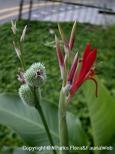 NParks | Canna indica (Ornamental)