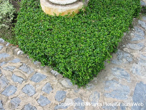 NParks | Ehretia microphylla