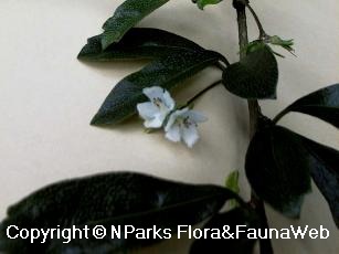 NParks | Ehretia microphylla