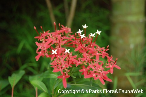 NParks | Paracarphalea kirondron