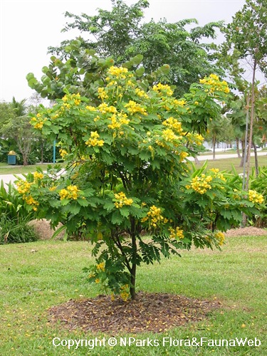 NParks | Senna surattensis