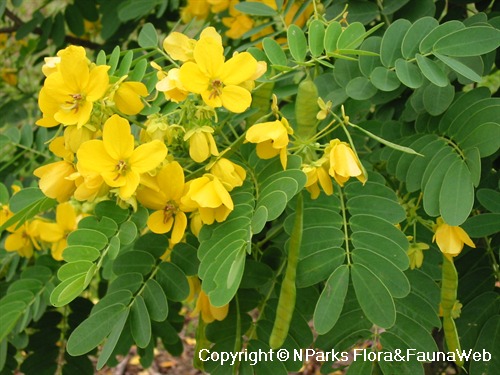 NParks | Senna surattensis