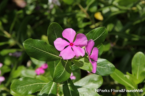 NParks | Catharanthus roseus