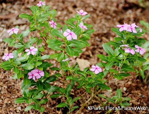 NParks | Catharanthus roseus