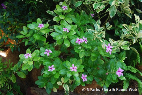 NParks | Catharanthus roseus