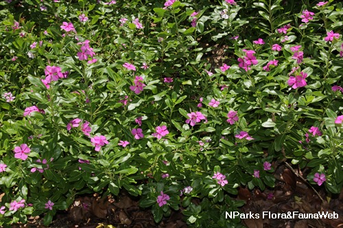 NParks | Catharanthus roseus
