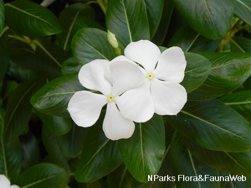 NParks | Catharanthus roseus 'Alba'
