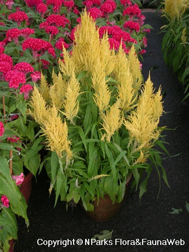 NParks | Celosia argentea (Plumosa Group)