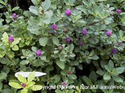 NParks | Centratherum punctatum