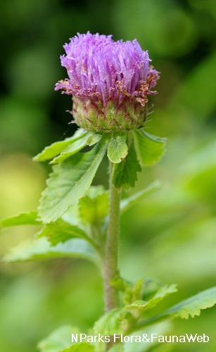 NParks | Centratherum punctatum