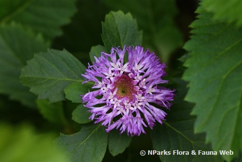 NParks | Centratherum punctatum